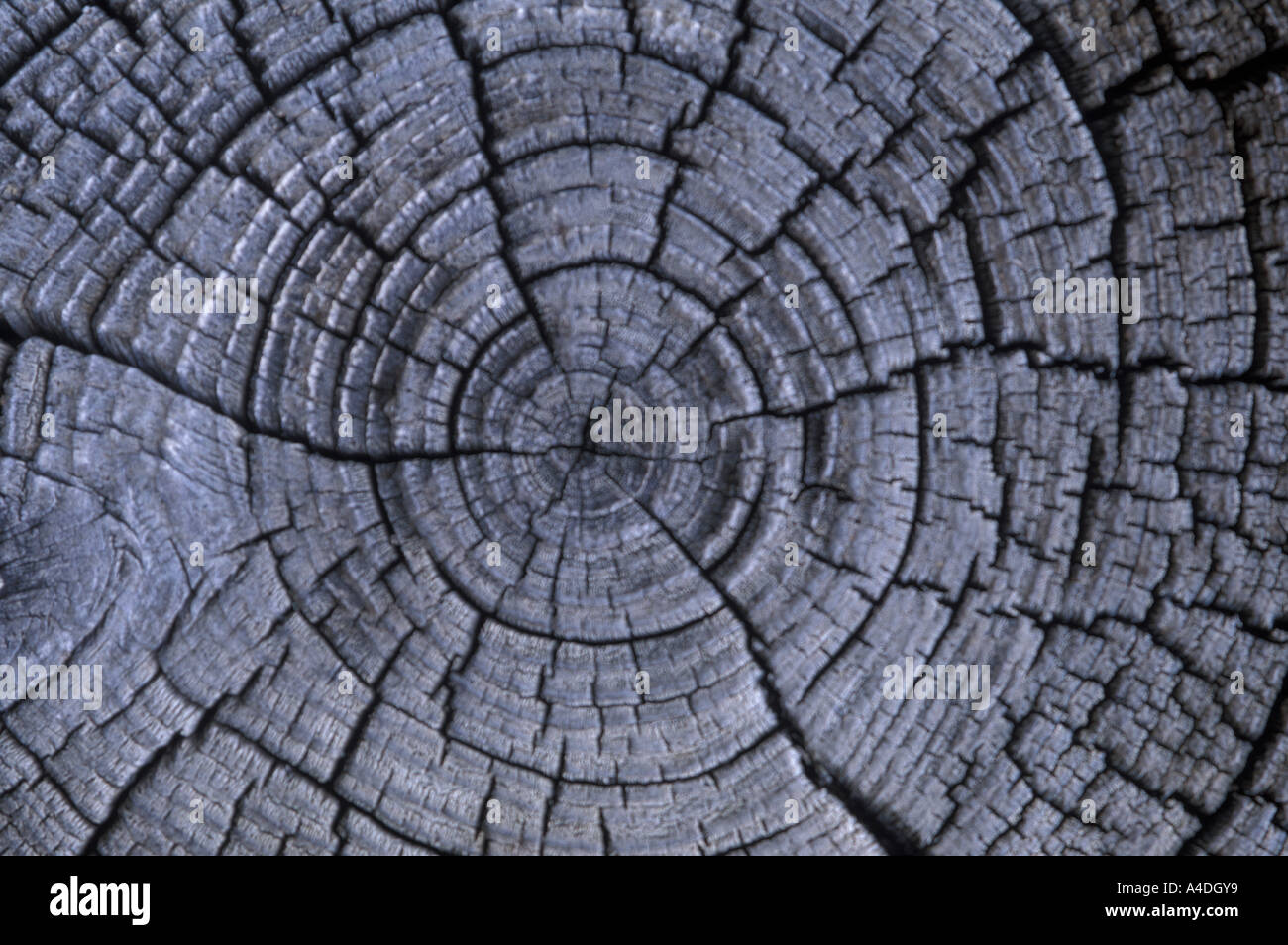 Weathered knot in wood beam Stock Photo - Alamy