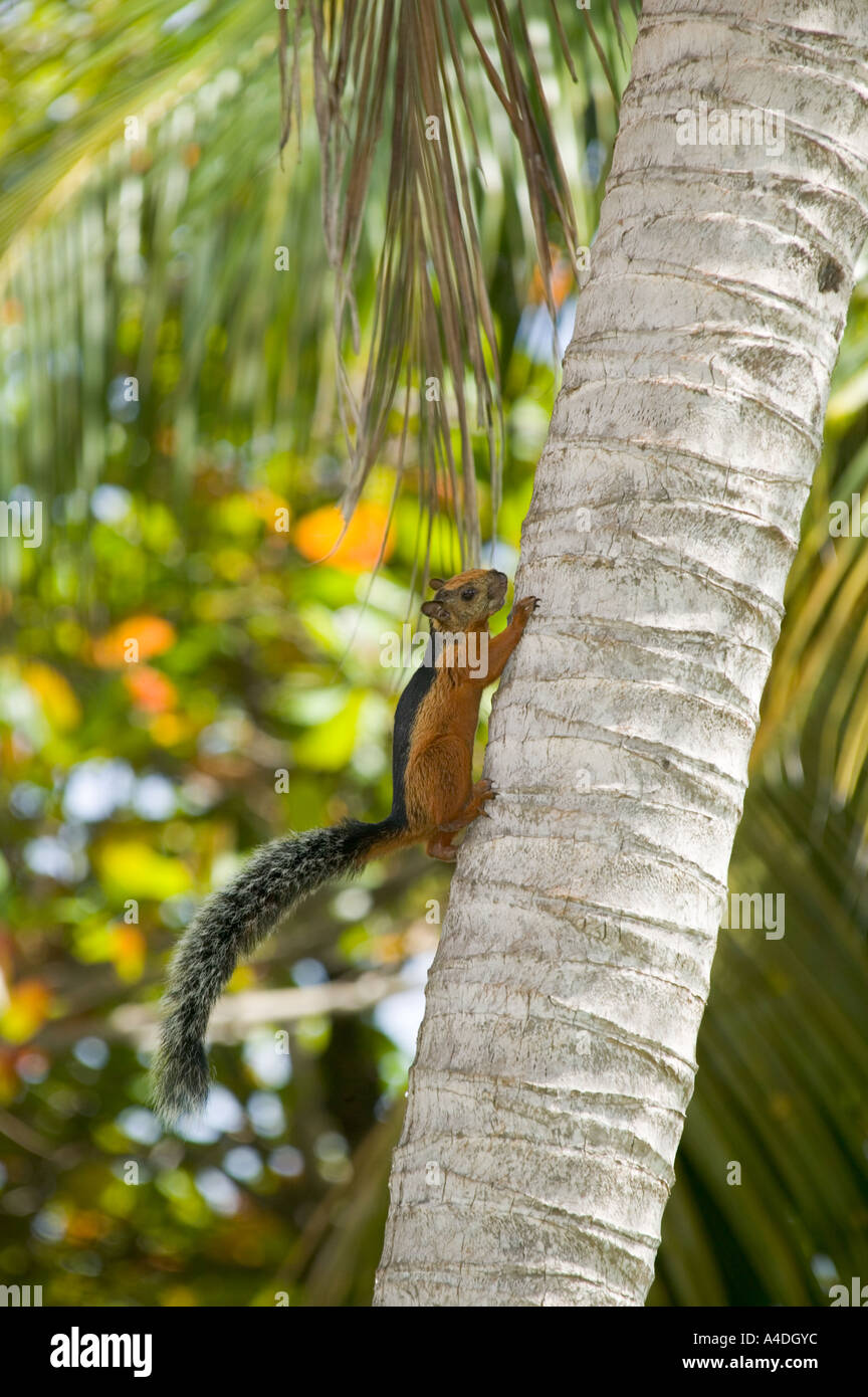 Animal sano hi-res stock photography and images - Alamy