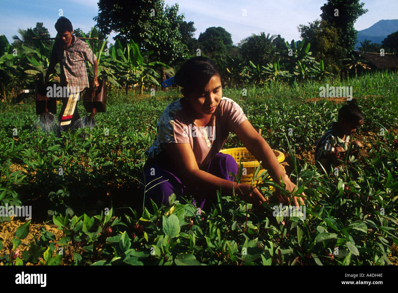 Working in the vegetable garden in a village in the Tenasserim region ...