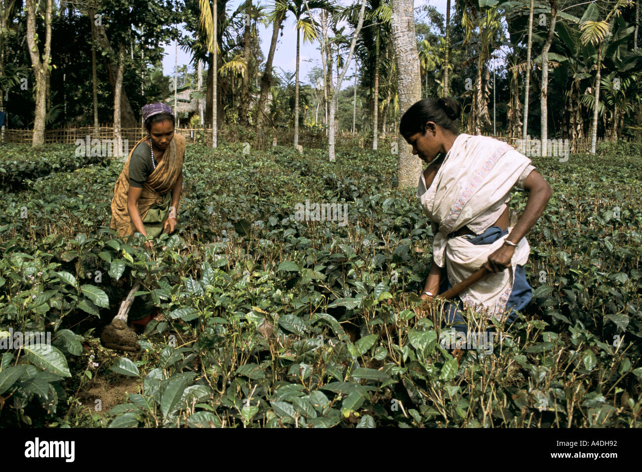 Assam women picking tea leaves hi-res stock photography and images - Alamy