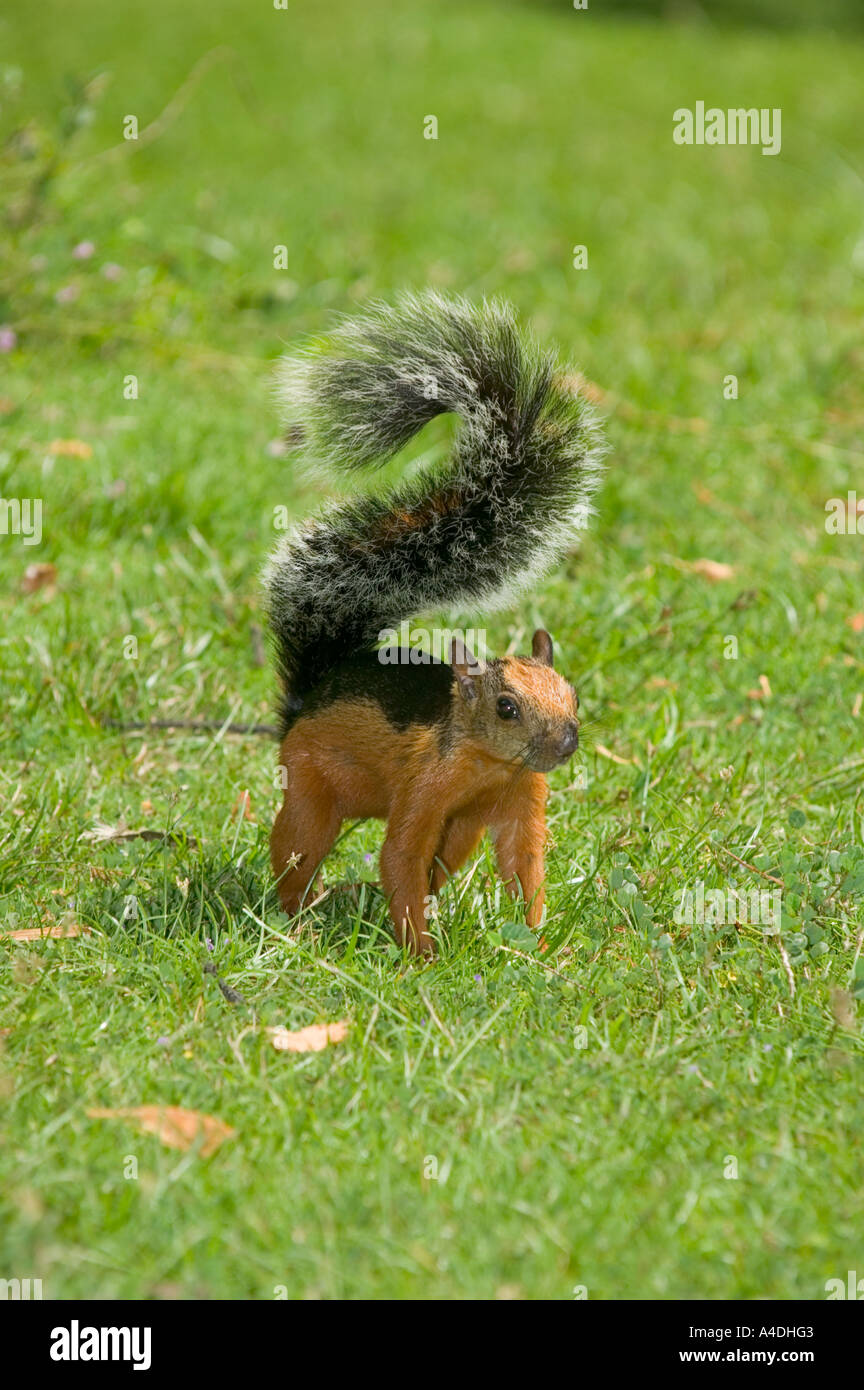 Animal sano hi-res stock photography and images - Alamy