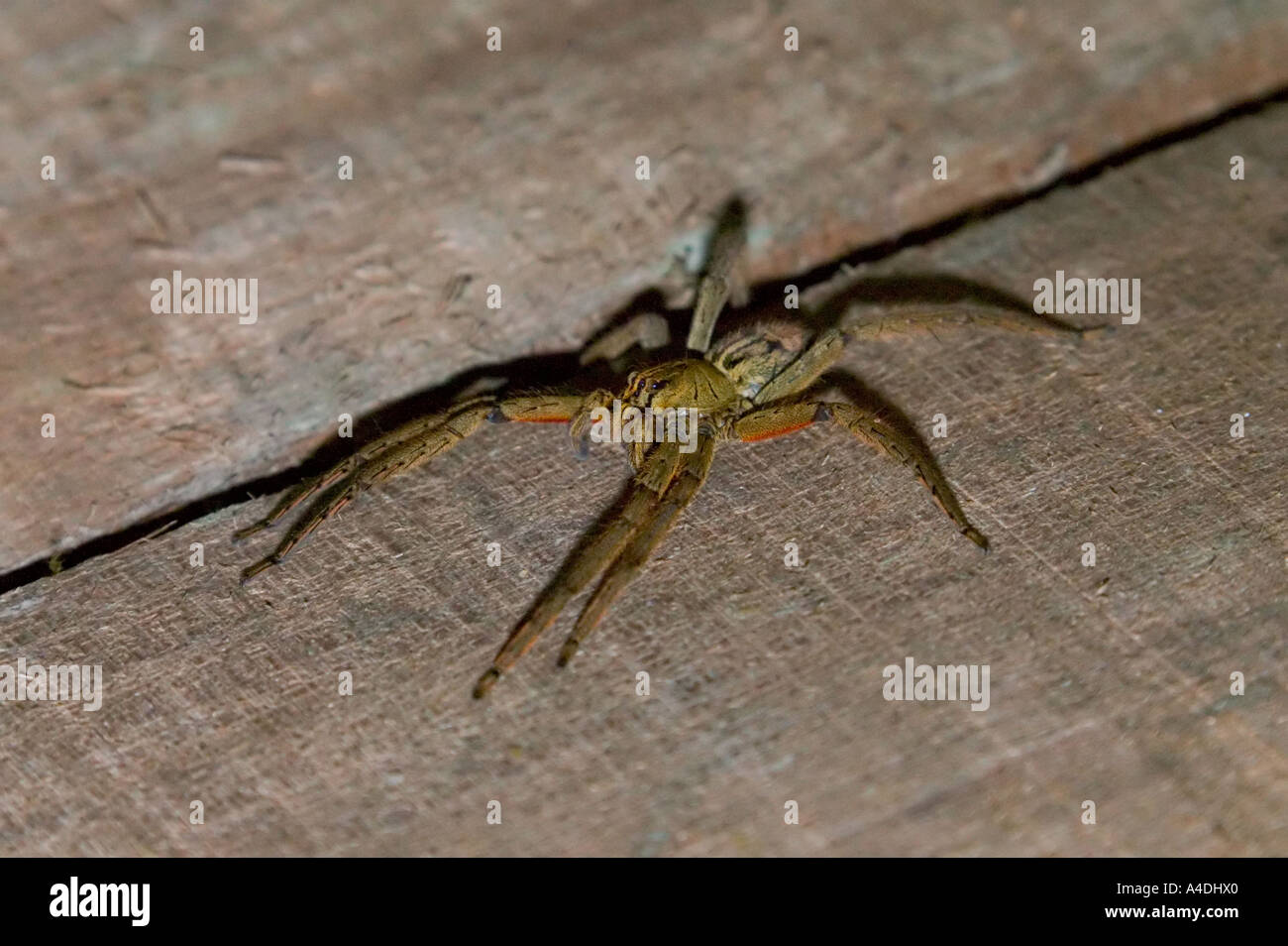 Wolf Spider Costa Rica High Resolution Stock Photography and Images - Alamy