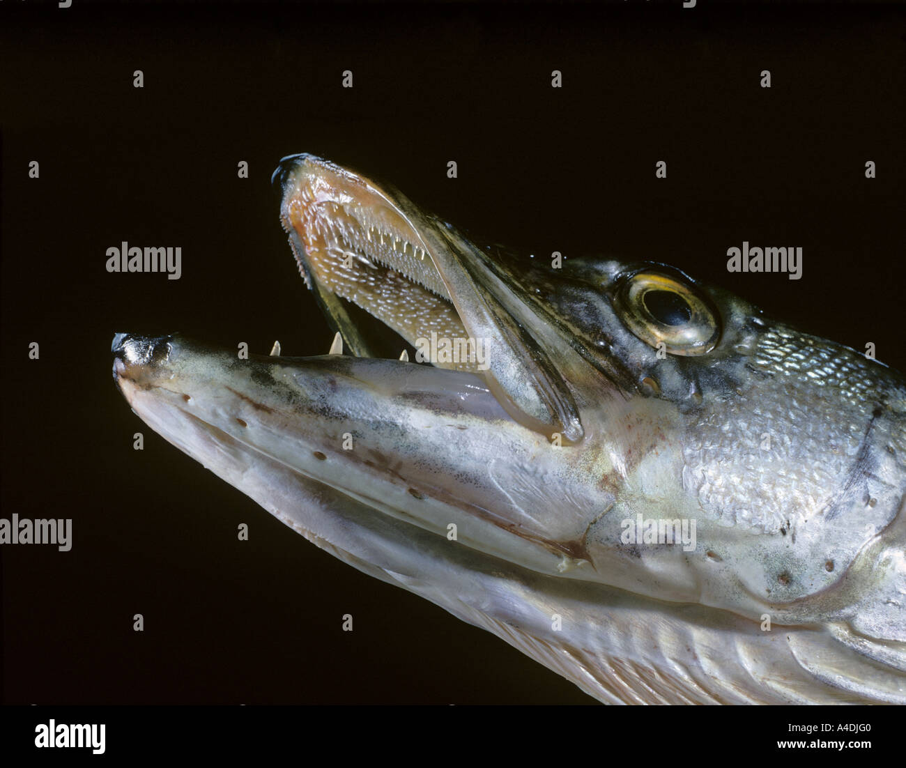 Pickerel Fish Teeth