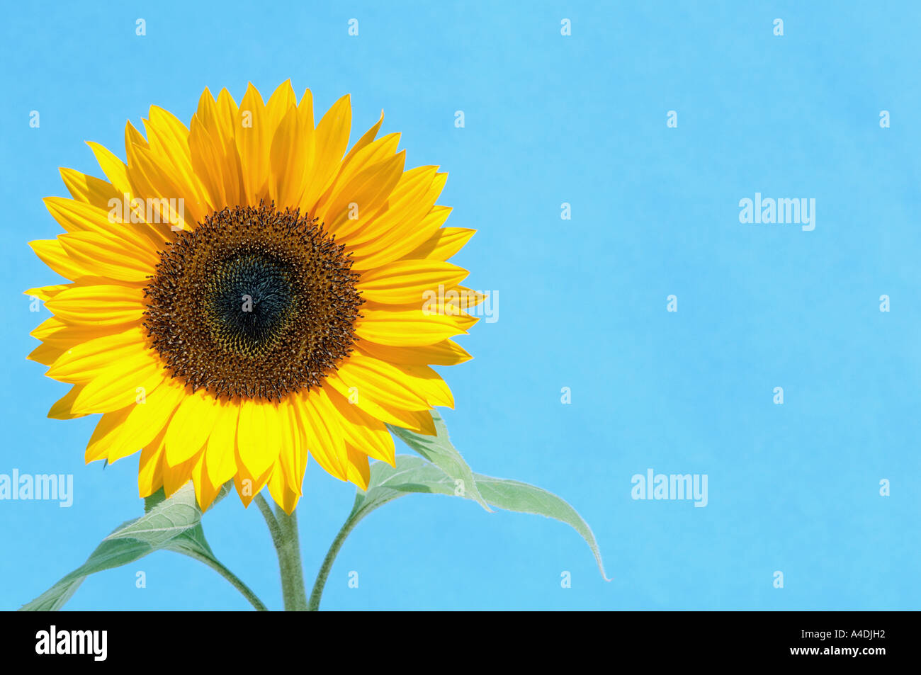 Sunflower, Helianthus annuus, detail showing larger outer ray florets ...