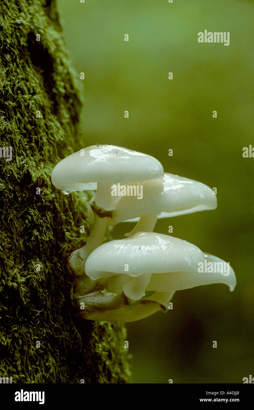 Beech tuft or porcelain fungus, Oudemansiella mucida, grows on mature ...