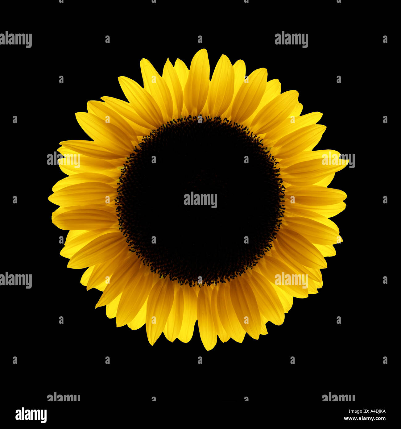 Sunflower, Helianthus annuus, detail showing larger outer ray florets ...
