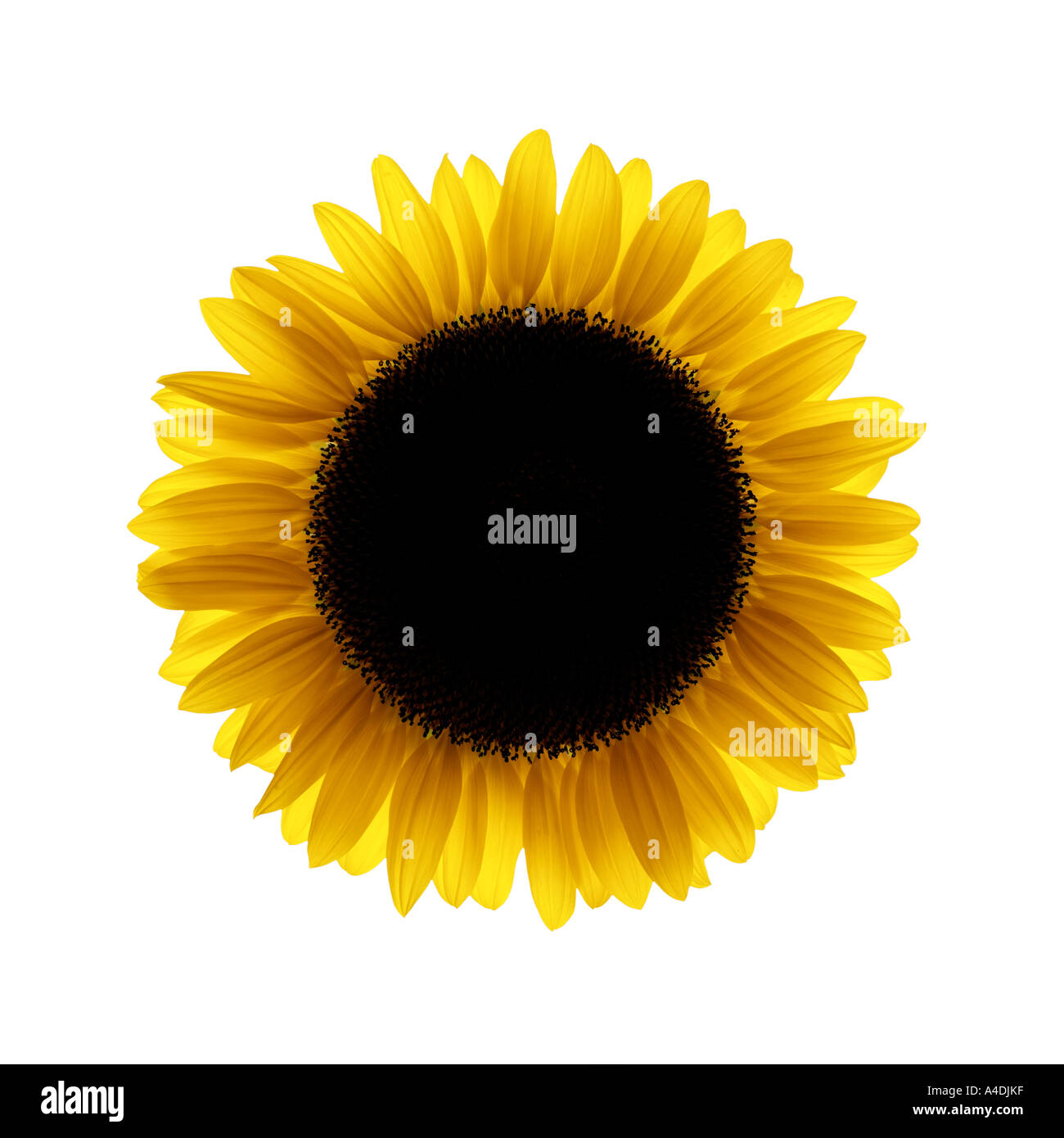 Sunflower, Helianthus annuus, detail showing larger outer ray florets ...