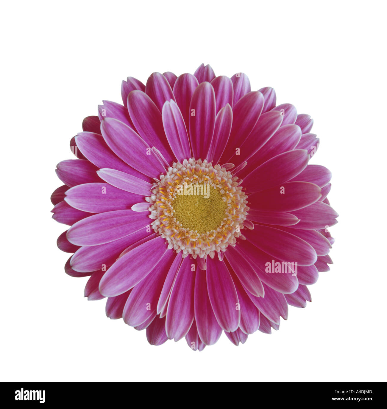 Pink gerbera showing radial symmetry, disc and ray florets typical of ...