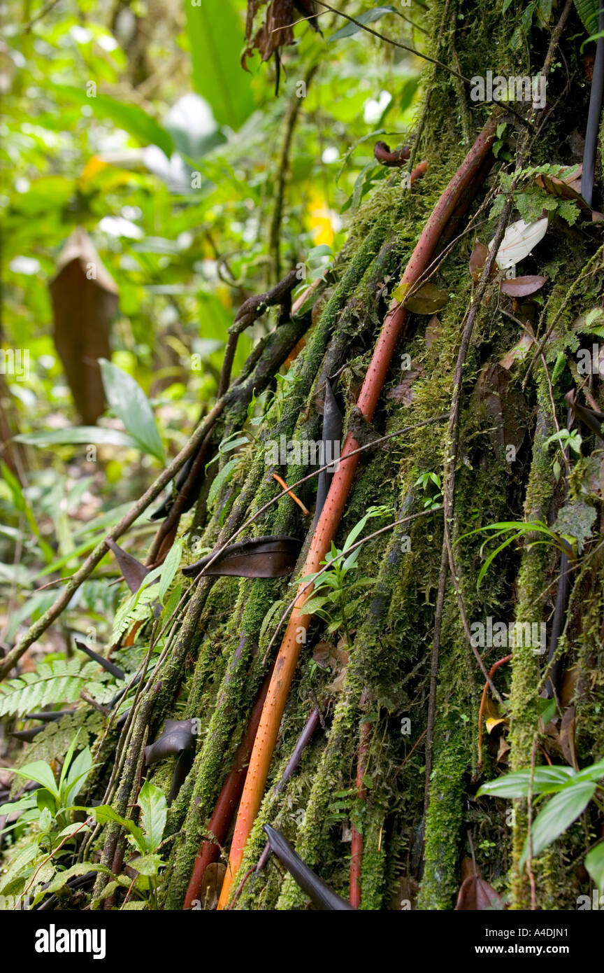 Detail of root system on tree in rainforest at Rara Avis, Valle Central ...