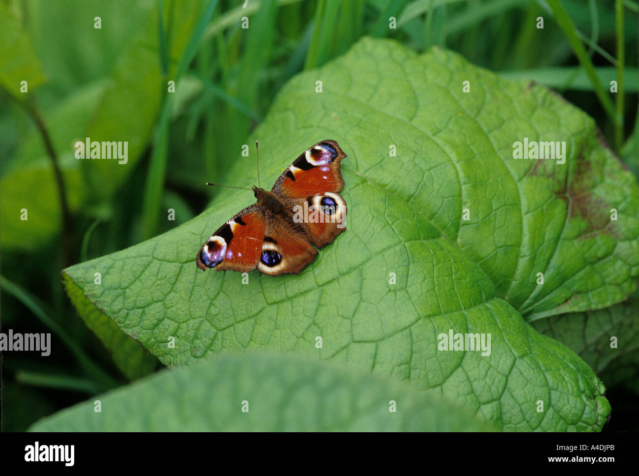 Peacock leaf hi-res stock photography and images - Alamy