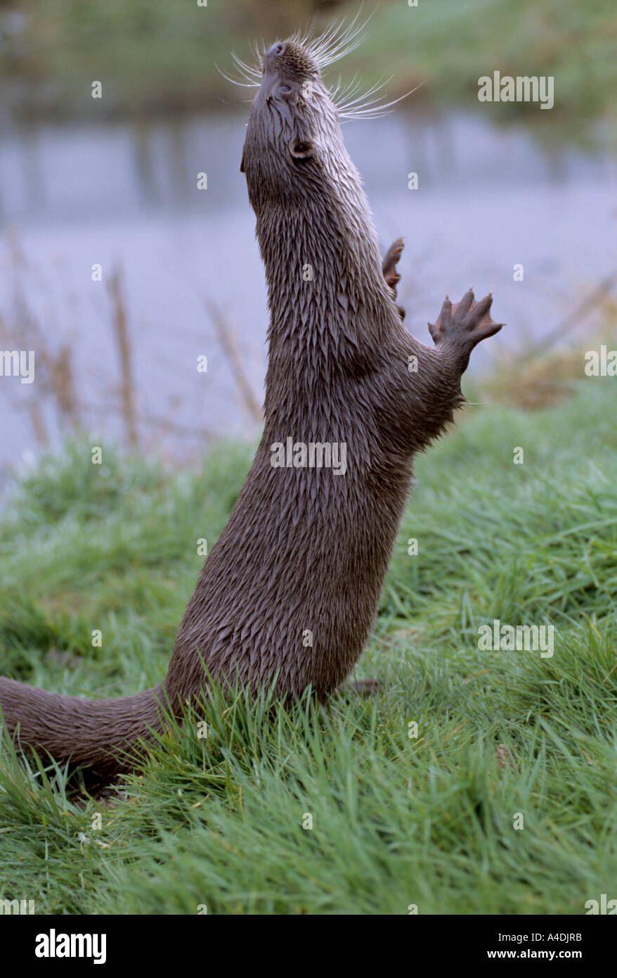 European otter, Lutra lutra, showing webbed paws Stock Photo - Alamy