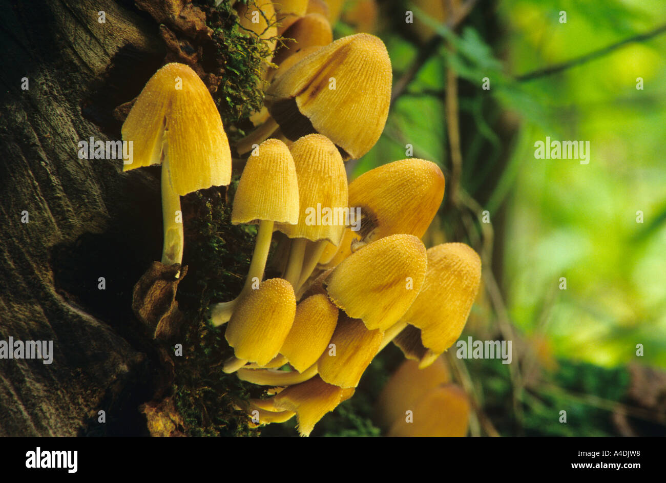 Castle eden dene hi-res stock photography and images - Alamy