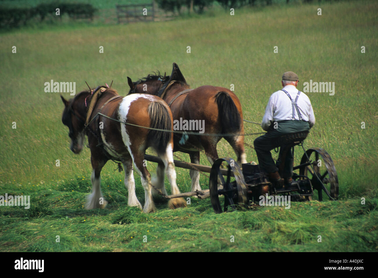Horse power working horses hi-res stock photography and images - Alamy