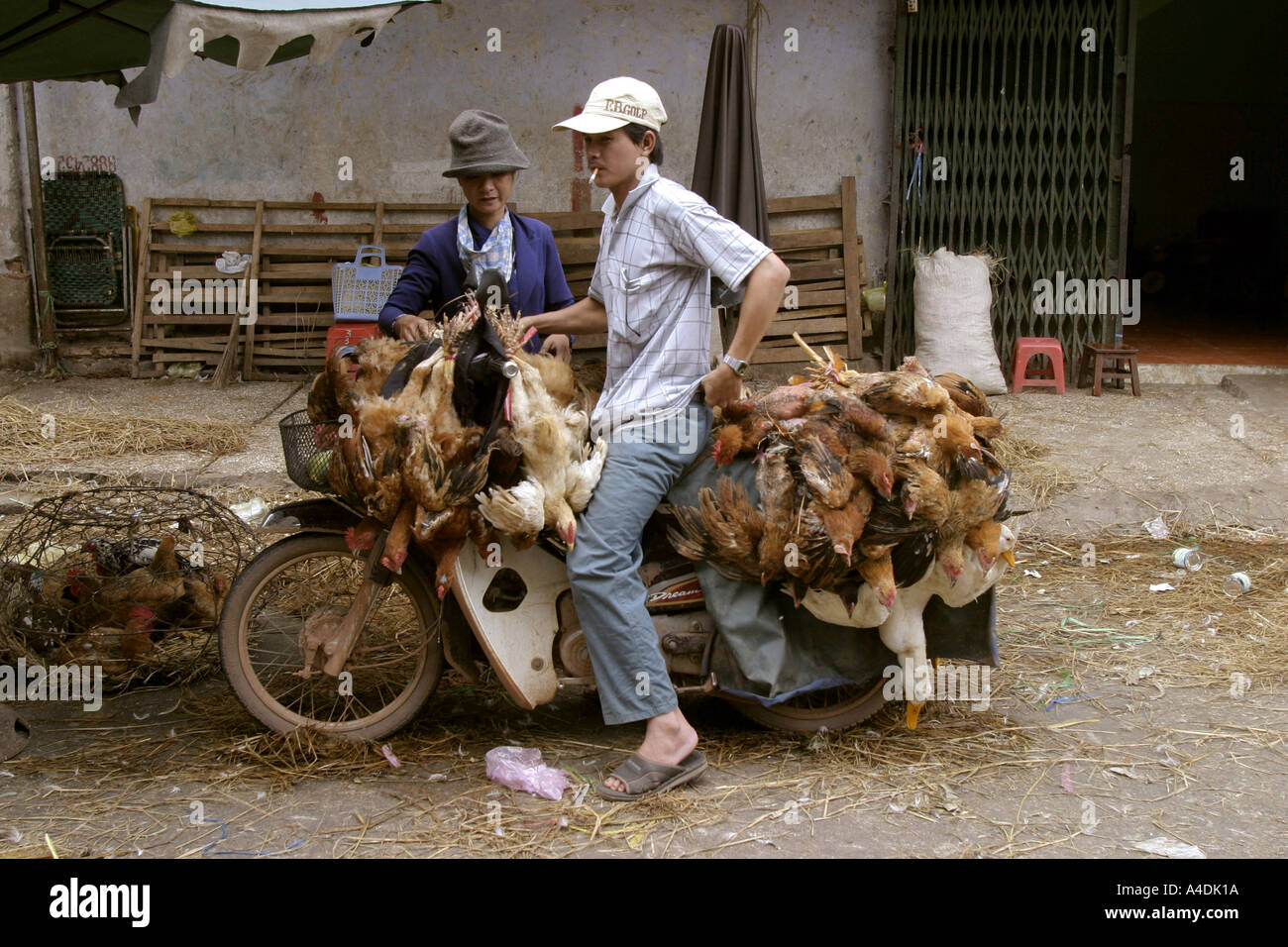 Chickens on motorbike hi-res stock photography and images - Alamy