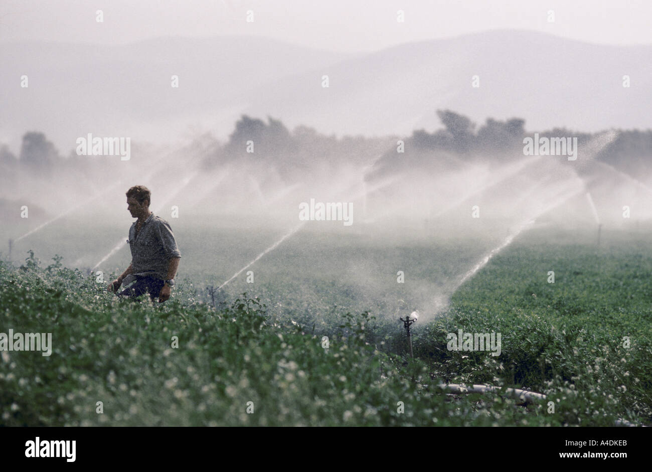 Middle east agriculture farming water fertile israel man male hi-res ...