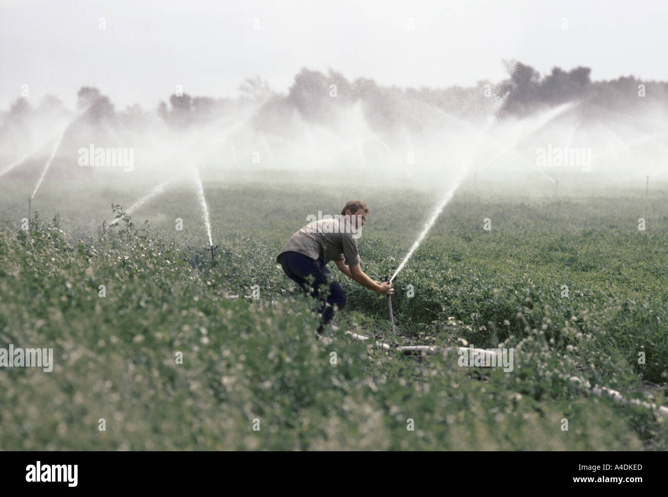 Middle east agriculture farming water fertile israel man male hi-res ...
