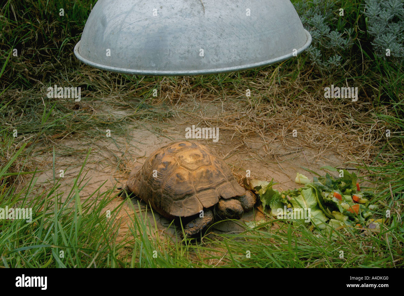 Testudo graeca ibera hi-res stock photography and images - Alamy