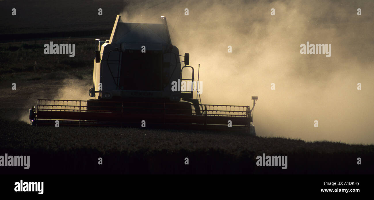 Dust flies around a combine harvester near Bamburgh Northumberland ...