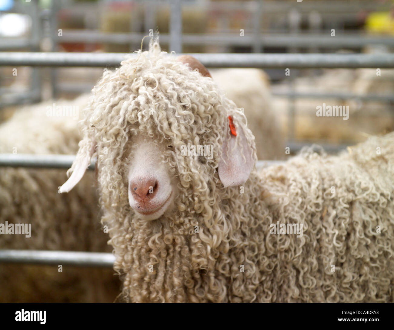 Sheep Livestock Royal Welsh Show Builth Wells Mid Wales Stock Photo - Alamy