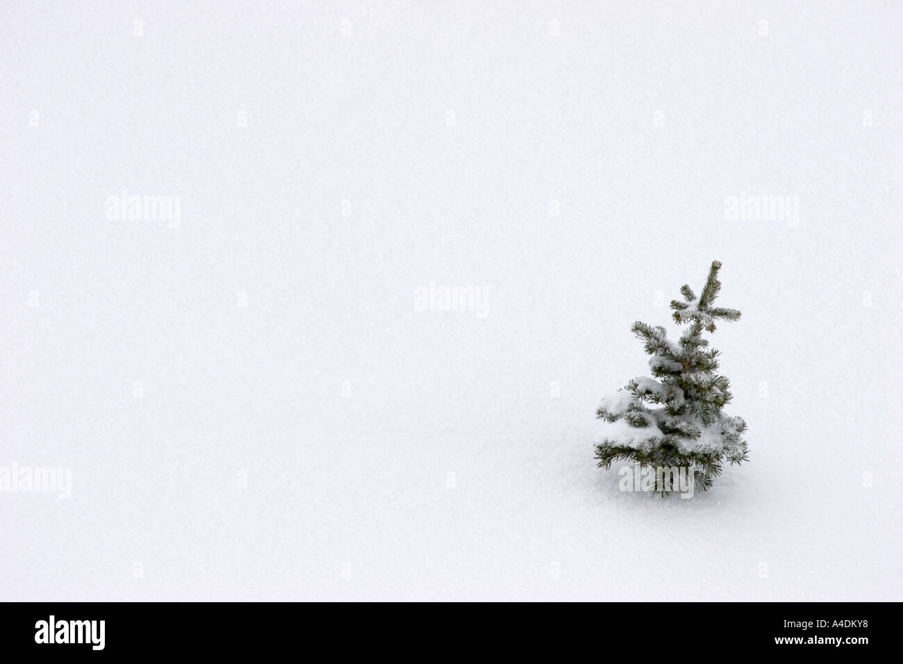 Lone pine tree in winter snow Stock Photo - Alamy