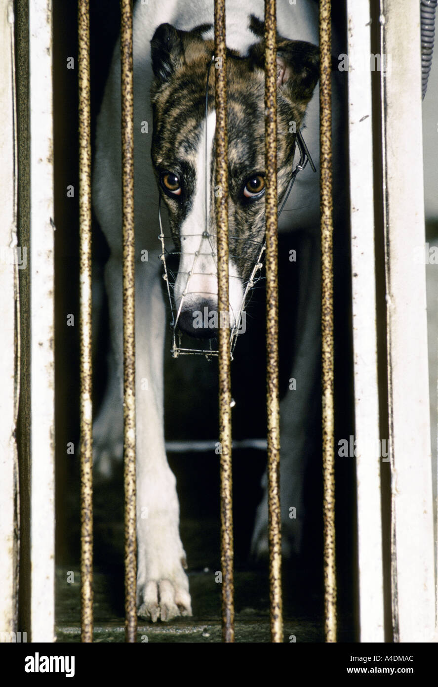 English greyhound dog hi-res stock photography and images - Alamy