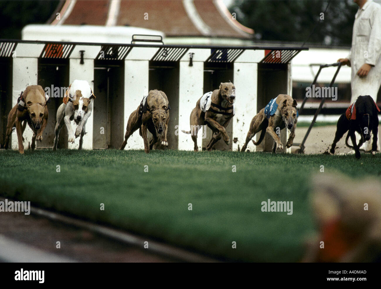 Greyhounds breaking from the traps, greyhound racing, Walthamstow ...
