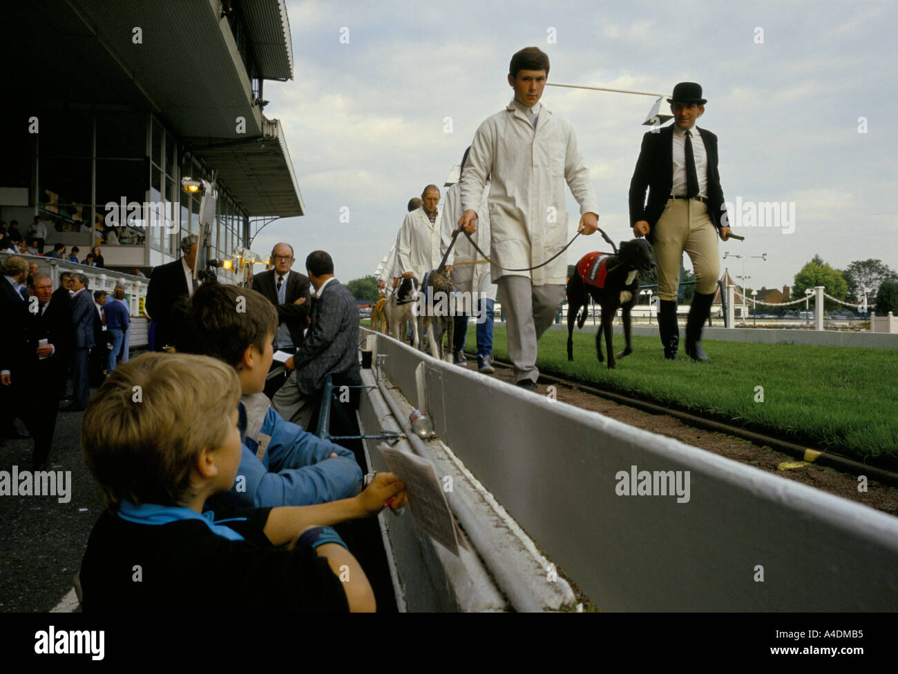 Greyhound dogs parade before the race, Walthamstow Stadium, London, UK ...