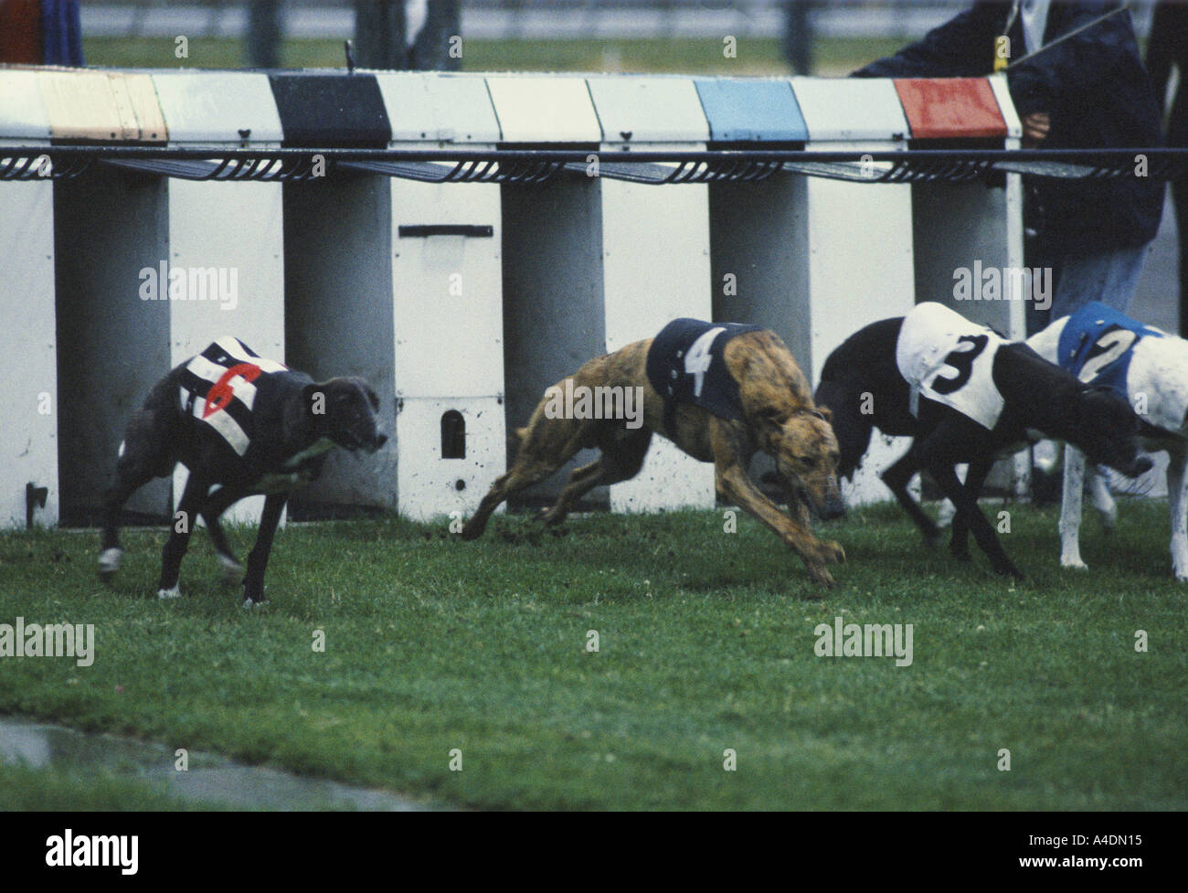 Racing with dogs hi-res stock photography and images - Alamy