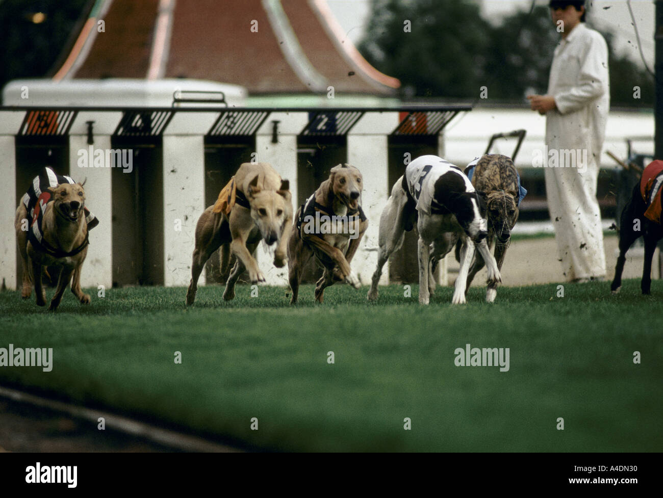Greyhounds Racing Videos