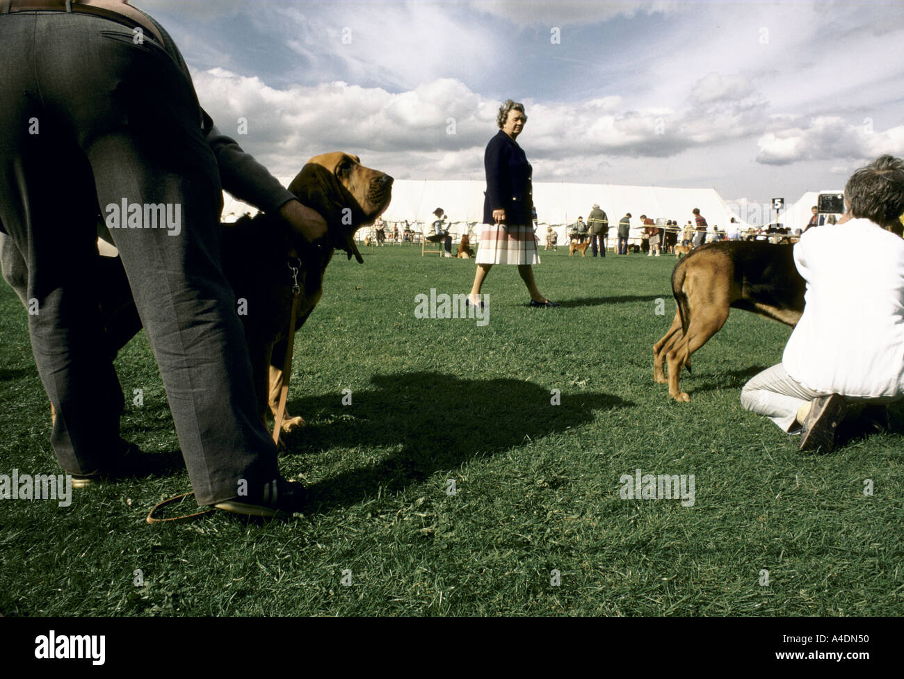 Judging dogs hi-res stock photography and images - Alamy