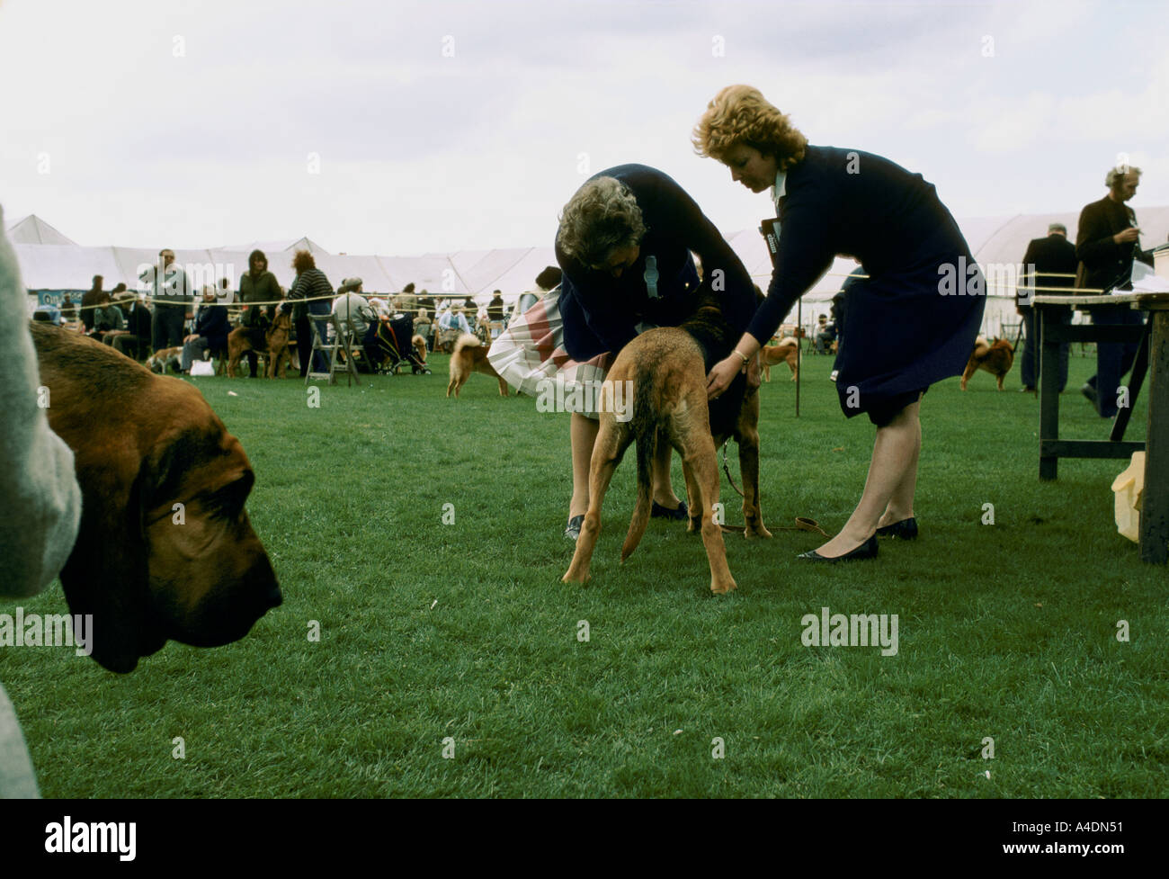 Judging dogs at the Bloodhound Competition in Ascot, United Kingdom ...