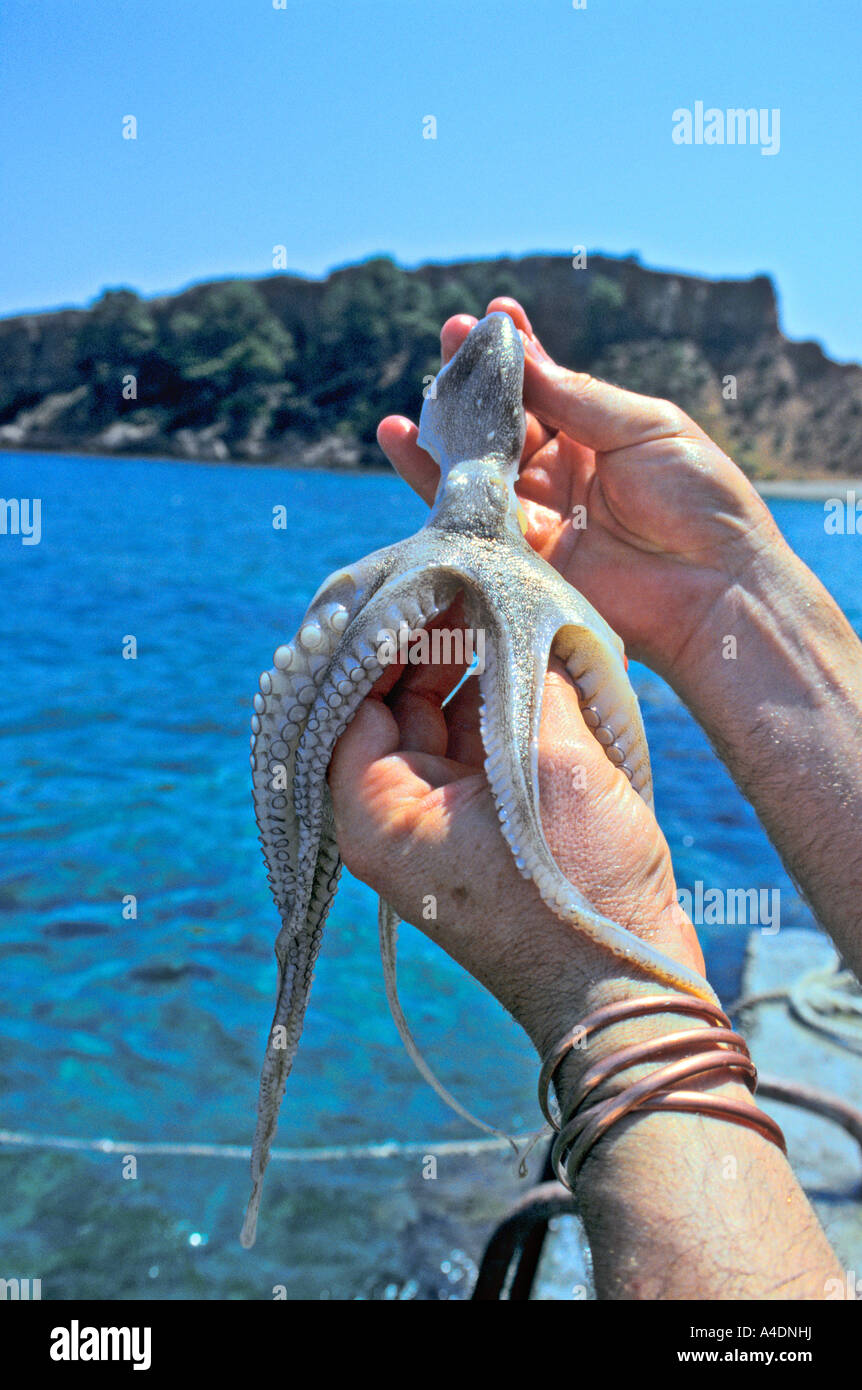 Man holding dead octopus Alonissos Island Greece Stock Photo - Alamy