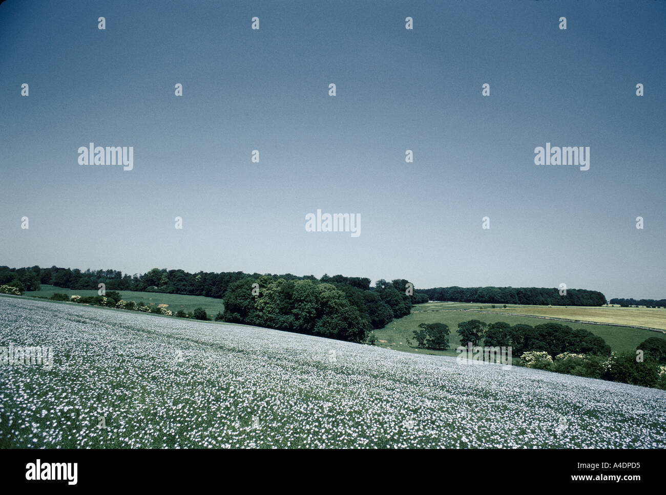 Fields of linseed uk hi-res stock photography and images - Alamy