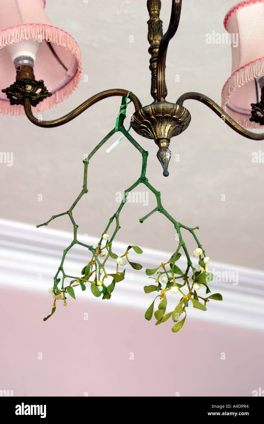 Mistletoe hanging from a chandelier Stock Photo - Alamy