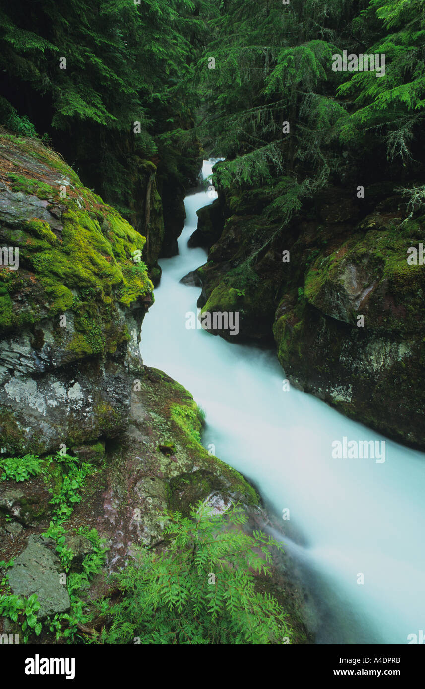 Avalanche Creek gorge-Glacier National Park, Montana USA Stock Photo ...