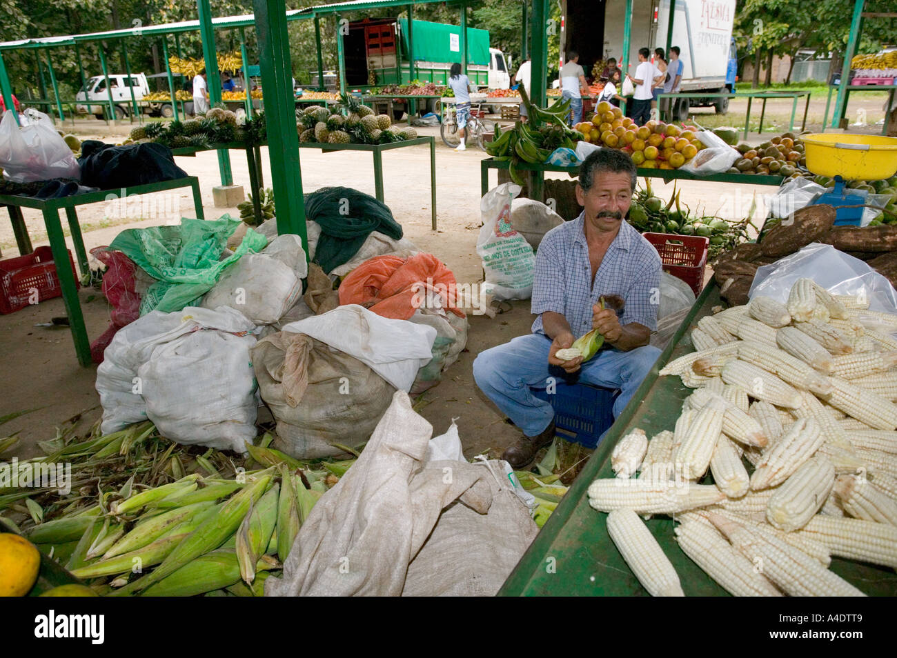Local husking corn at fruit and vegetable market on outskirts of Nicoya ...