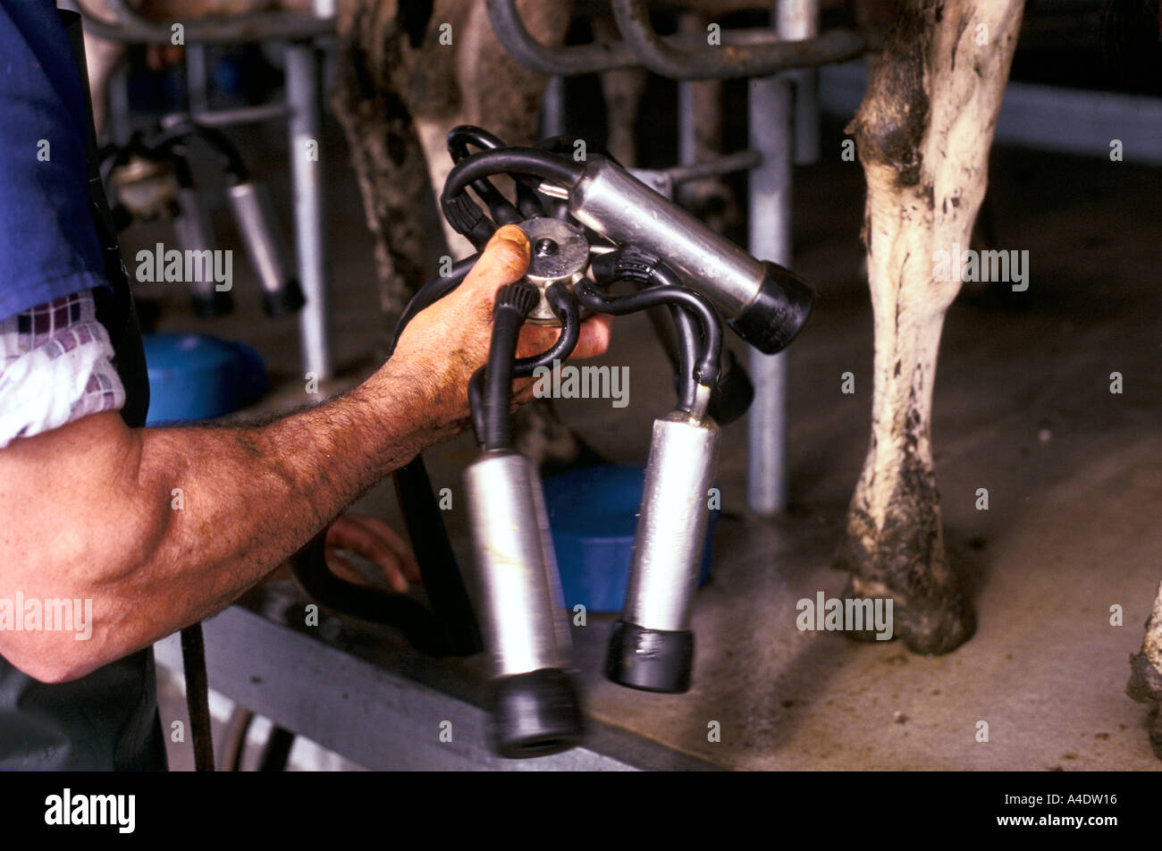 A farmer prepares to attach a milking machine to a cow from his dairy ...