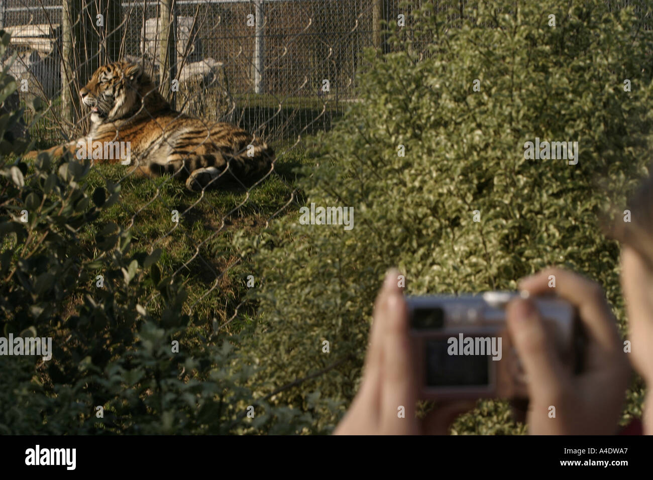 a tiger is photographed by a visitor at marwell zoo marwell near ...