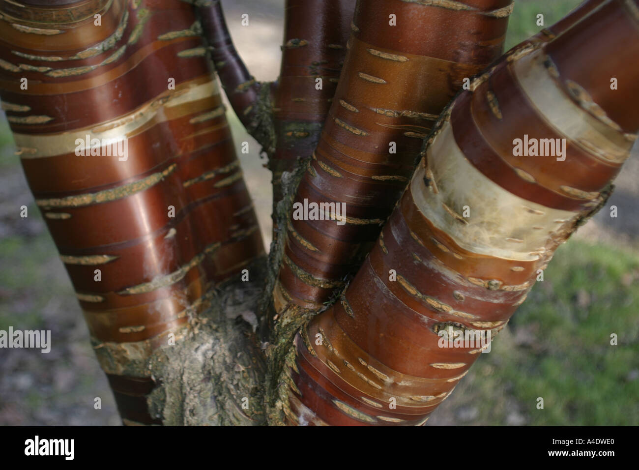 Birch bark at Bedgebury National Pinetum in Kent UK Stock Photo - Alamy