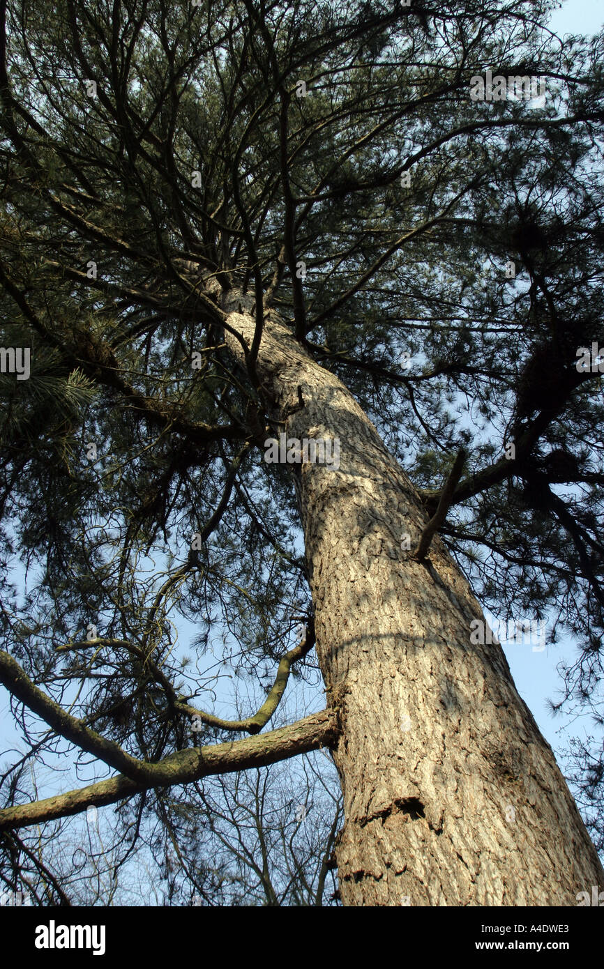 A pine tree at Bedgebury National Pinetum in Kent UK Stock Photo - Alamy