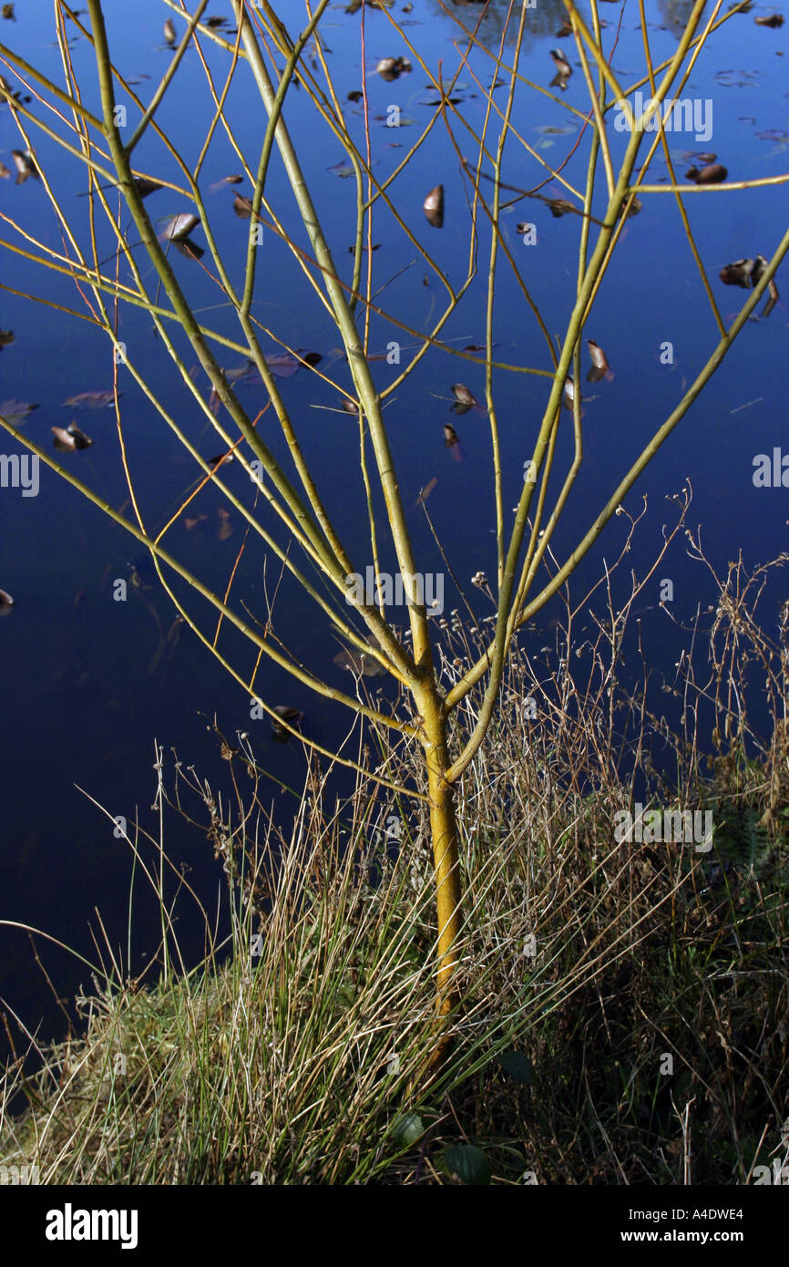 A tree overlooking the lake at Bedgebury National Pinetum in Kent UK ...