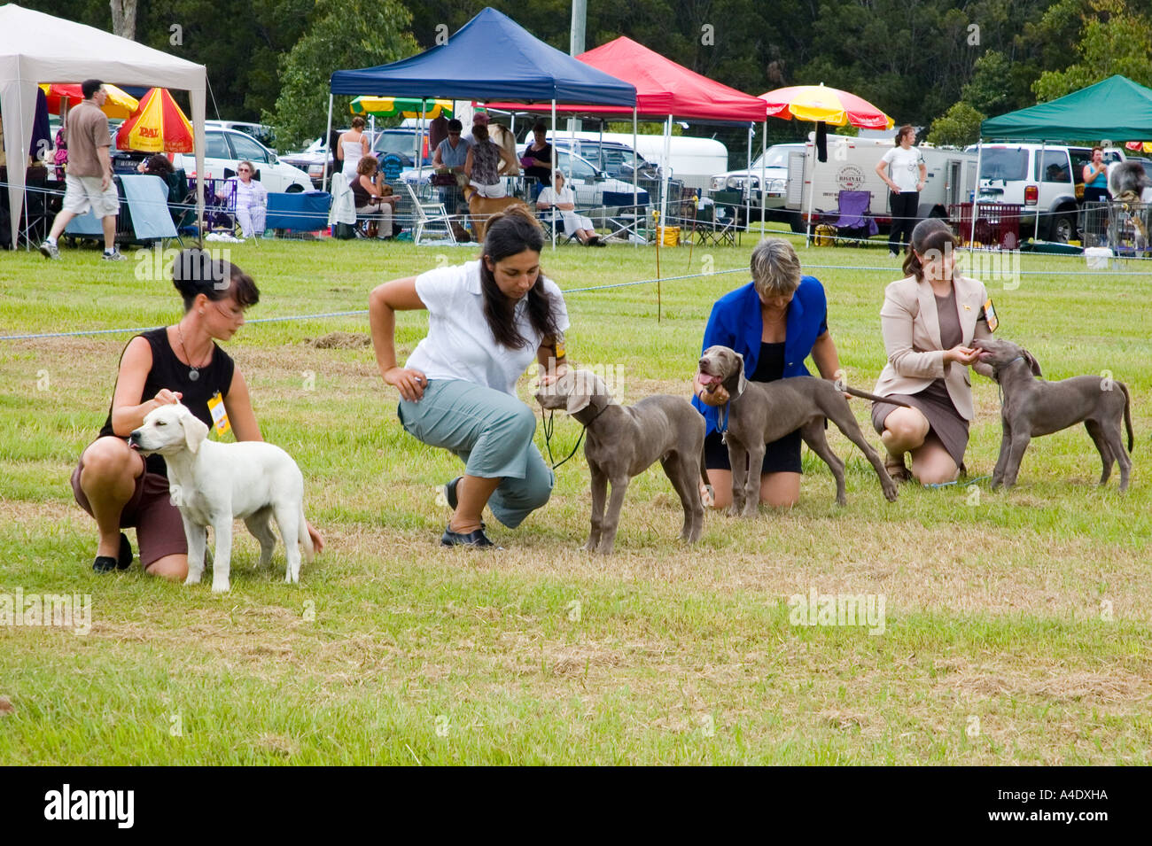 Judging dogs hi-res stock photography and images - Alamy