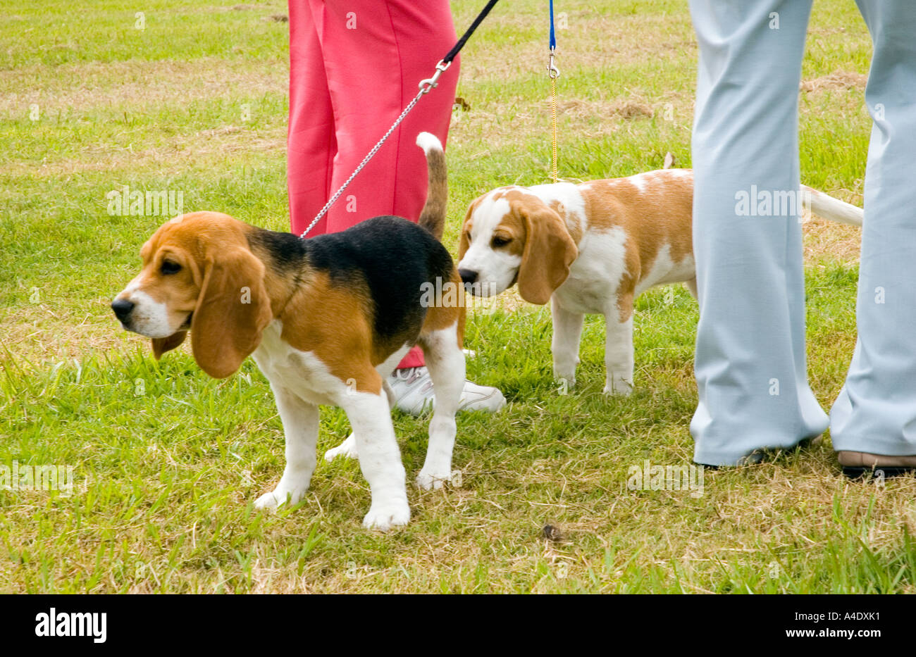 Judging dogs hi-res stock photography and images - Alamy
