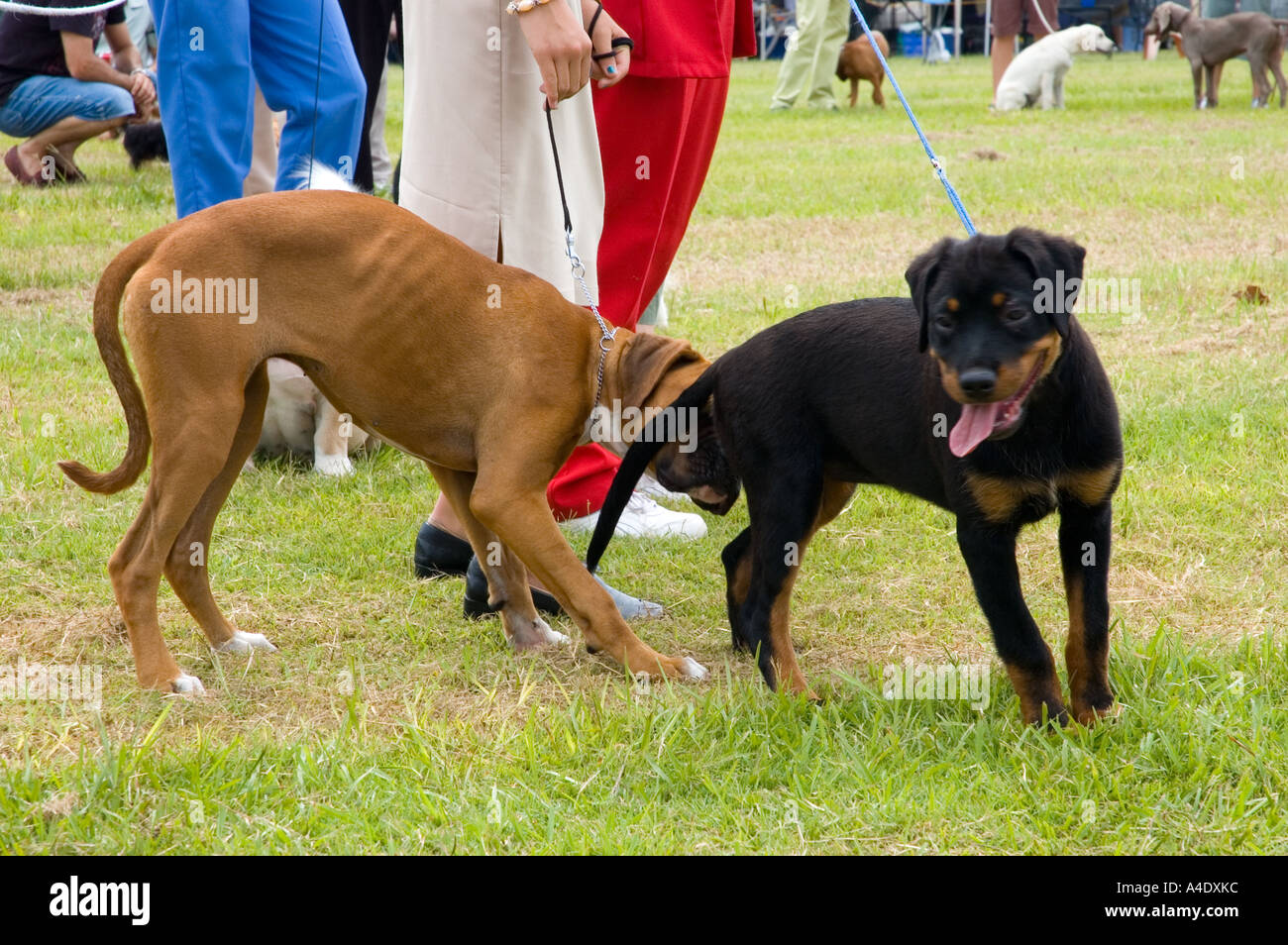 Judging dogs hi-res stock photography and images - Alamy