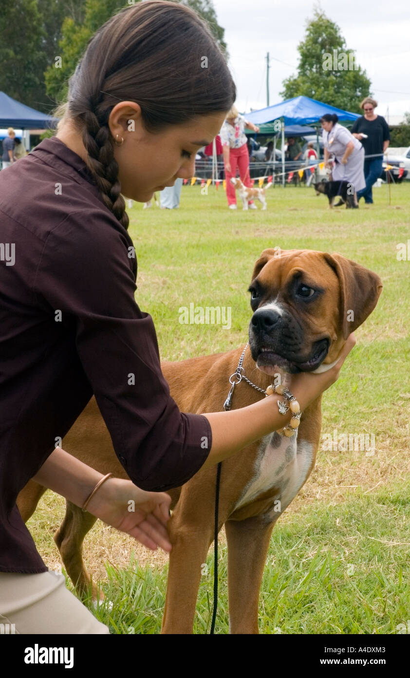Young boxer dog awaits the judging at a regional dog show in Australia ...
