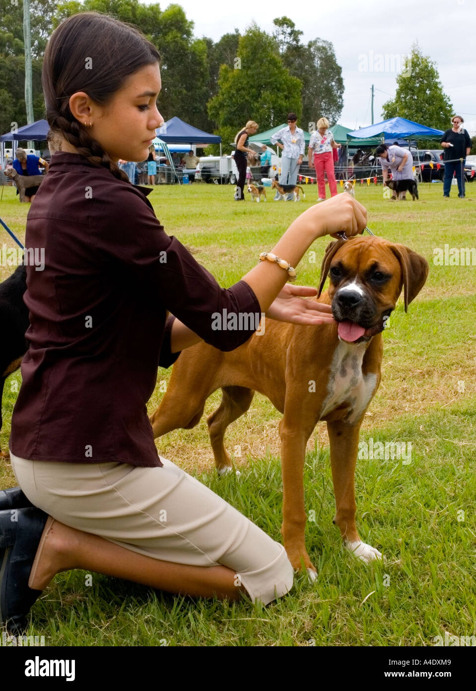 Young boxer dog awaits the judging at a regional dog show in Australia ...