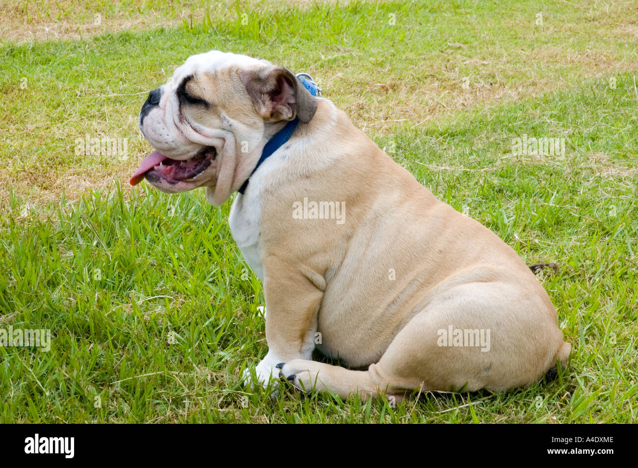 Judging dog show hi-res stock photography and images - Alamy
