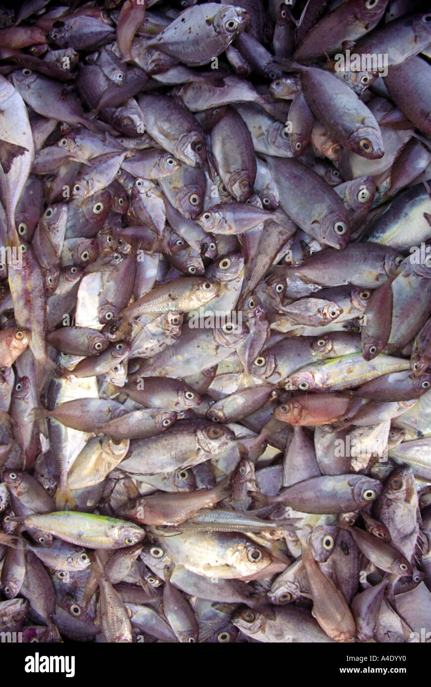 Fresh fish at the market at Pak Bara, a fishing village in Southern ...