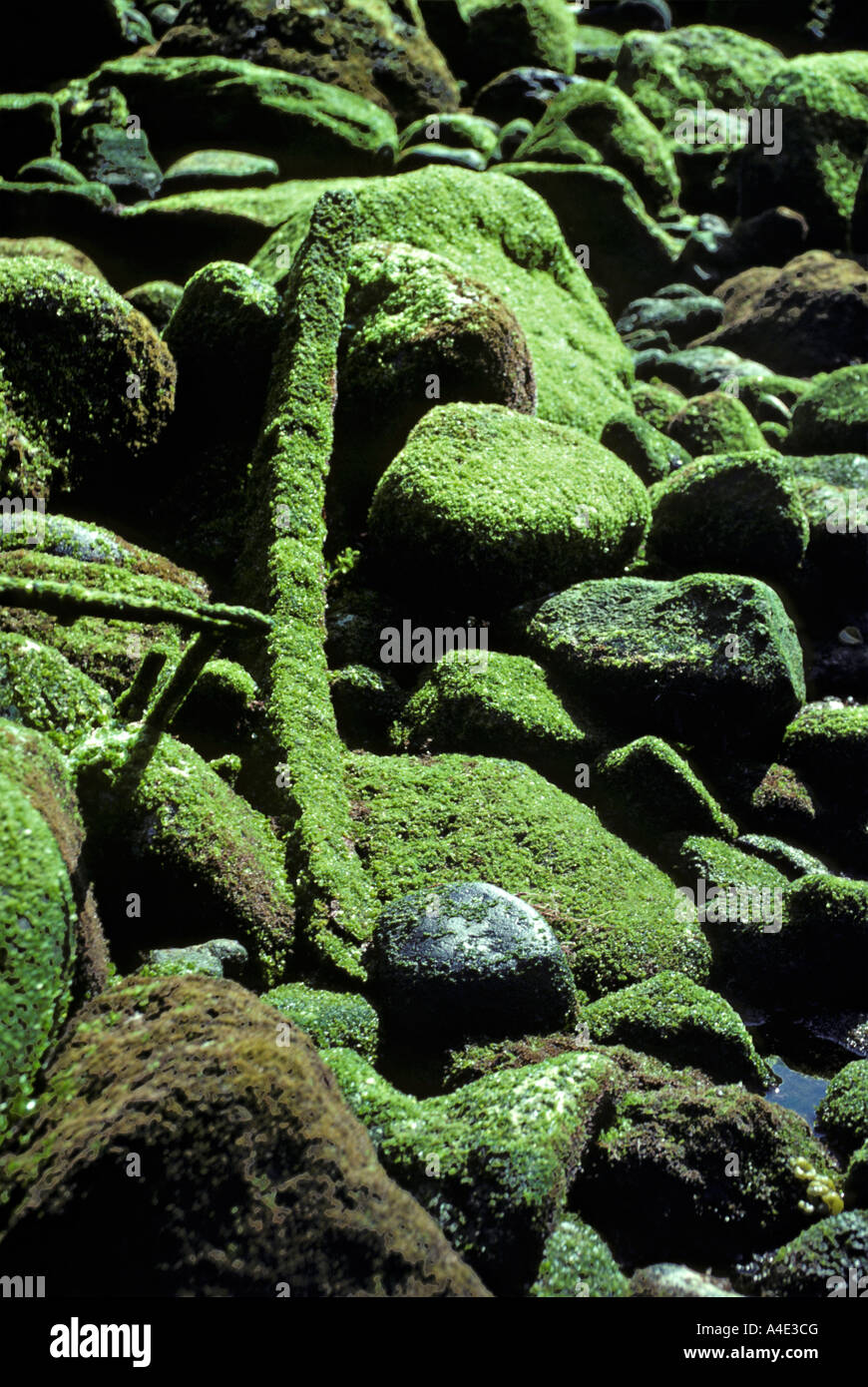 Green seaweed covered rocks hi-res stock photography and images - Alamy