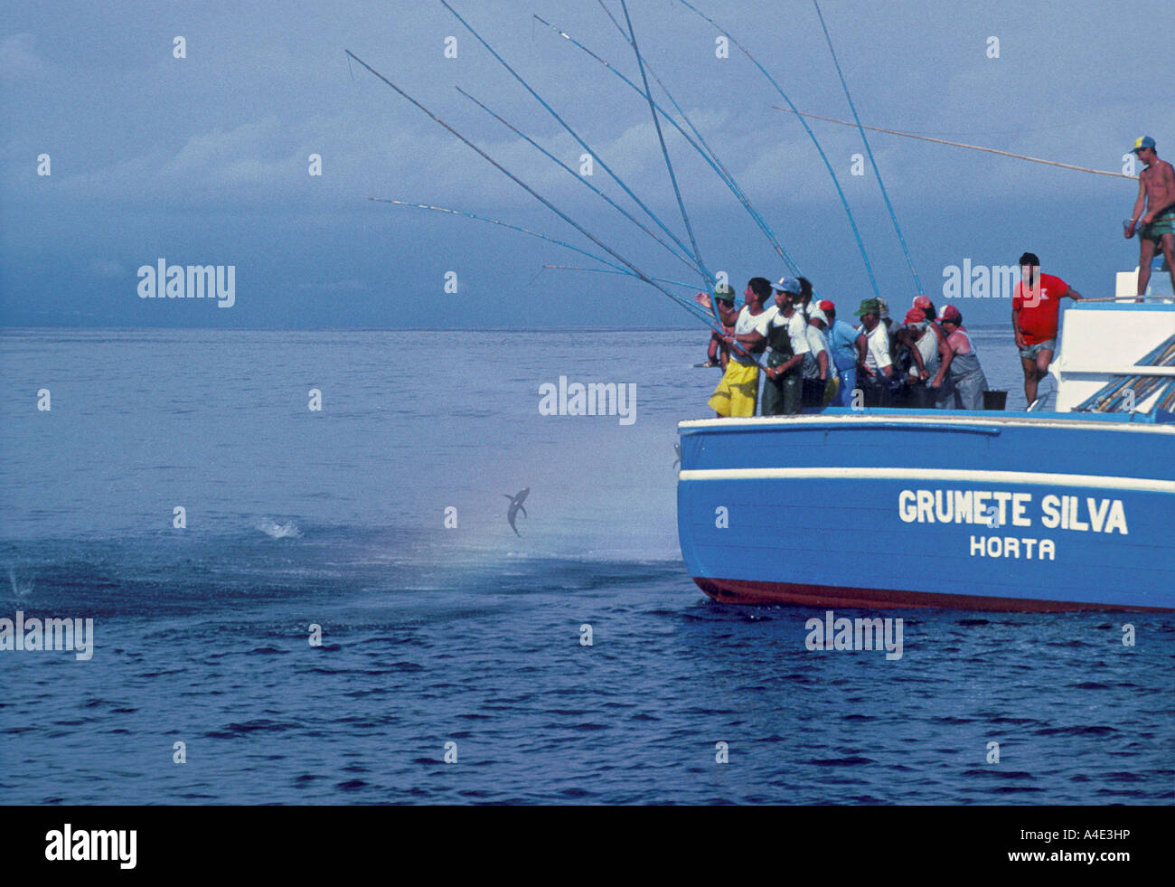 Fishermen catching Tuna from a boat in Atlantic off Azores Stock Photo ...